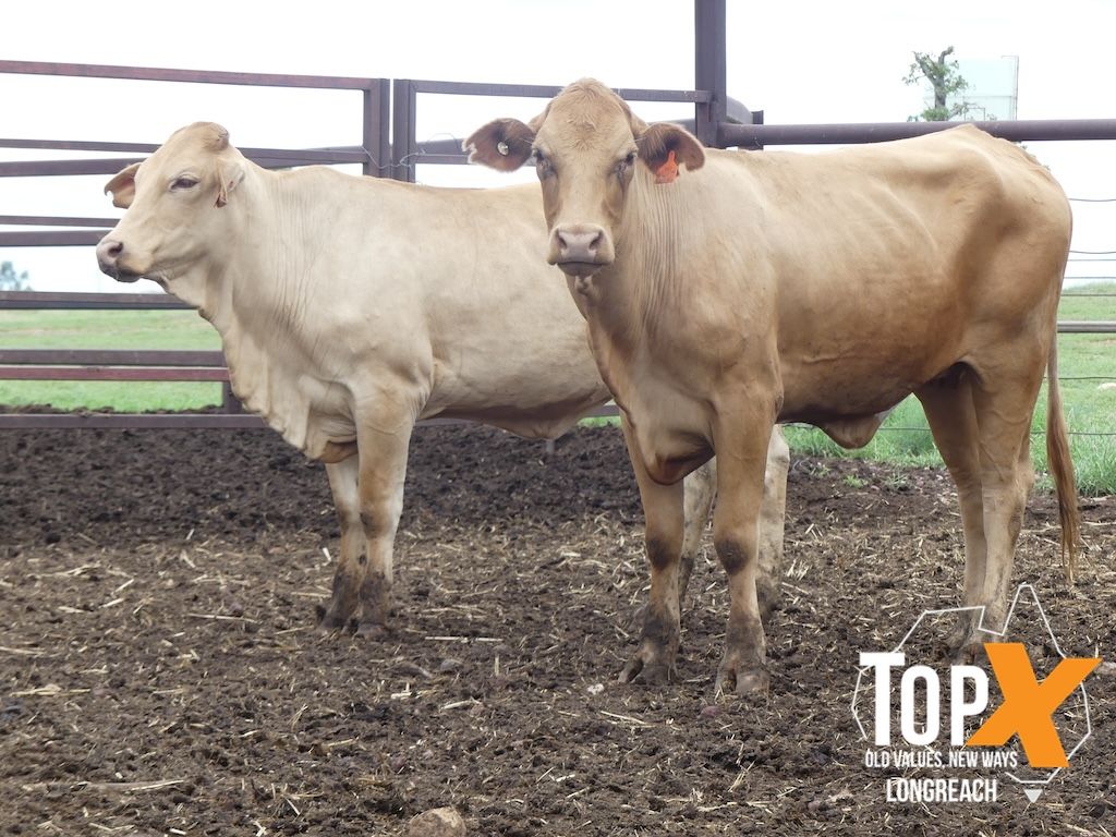 Charbray Cattle